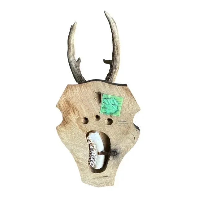 1970s Roe Deer Trophy With Jaw Bone on Back #825 Antlers | Chairish