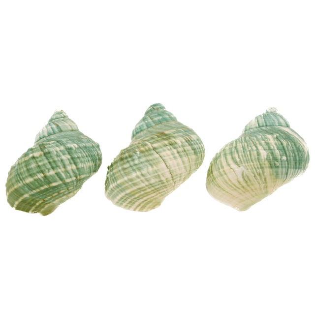 Green Blue Turbo Shells – Set of 3 | Chairish