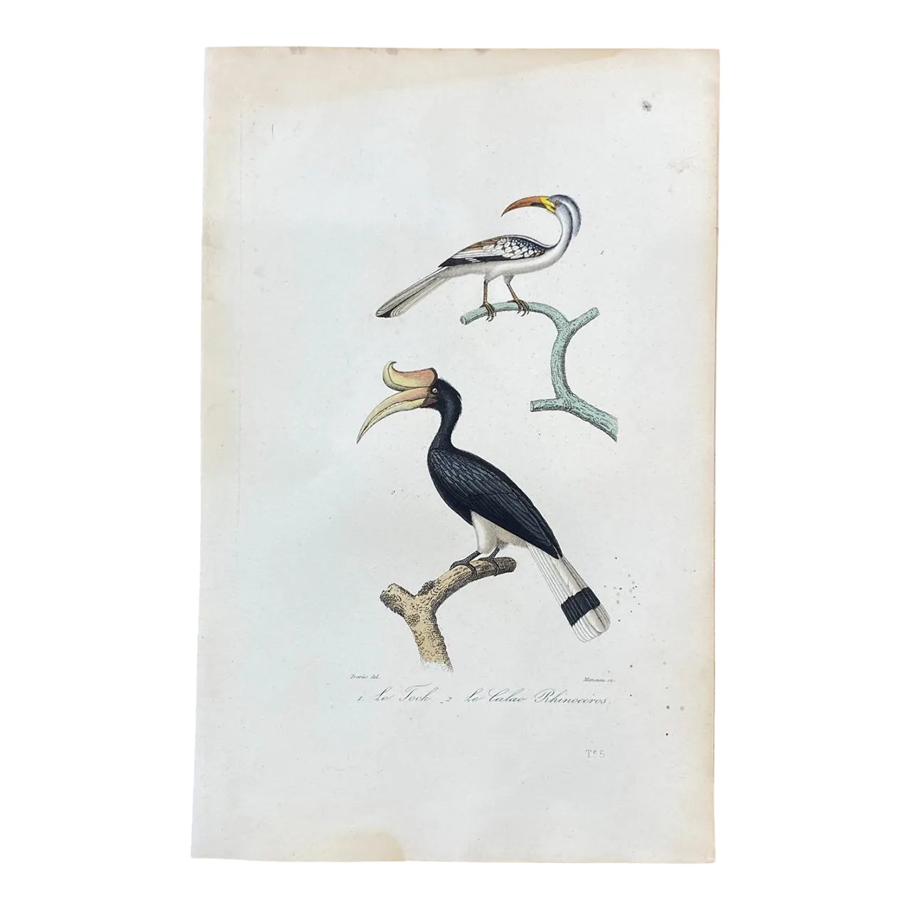 French Antique 18th Century "Le Tock" Bird Engraving Hand Colored ...