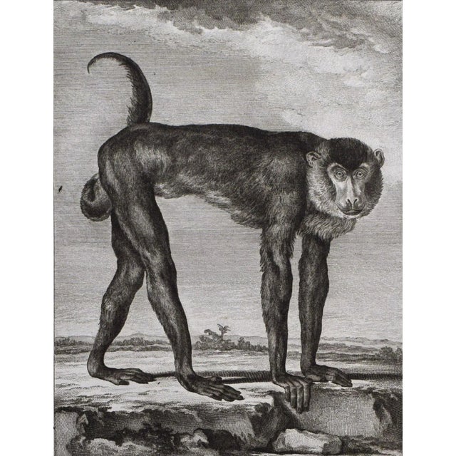18th Century Original French Monkey Engraving by Buffon 1789 | Chairish