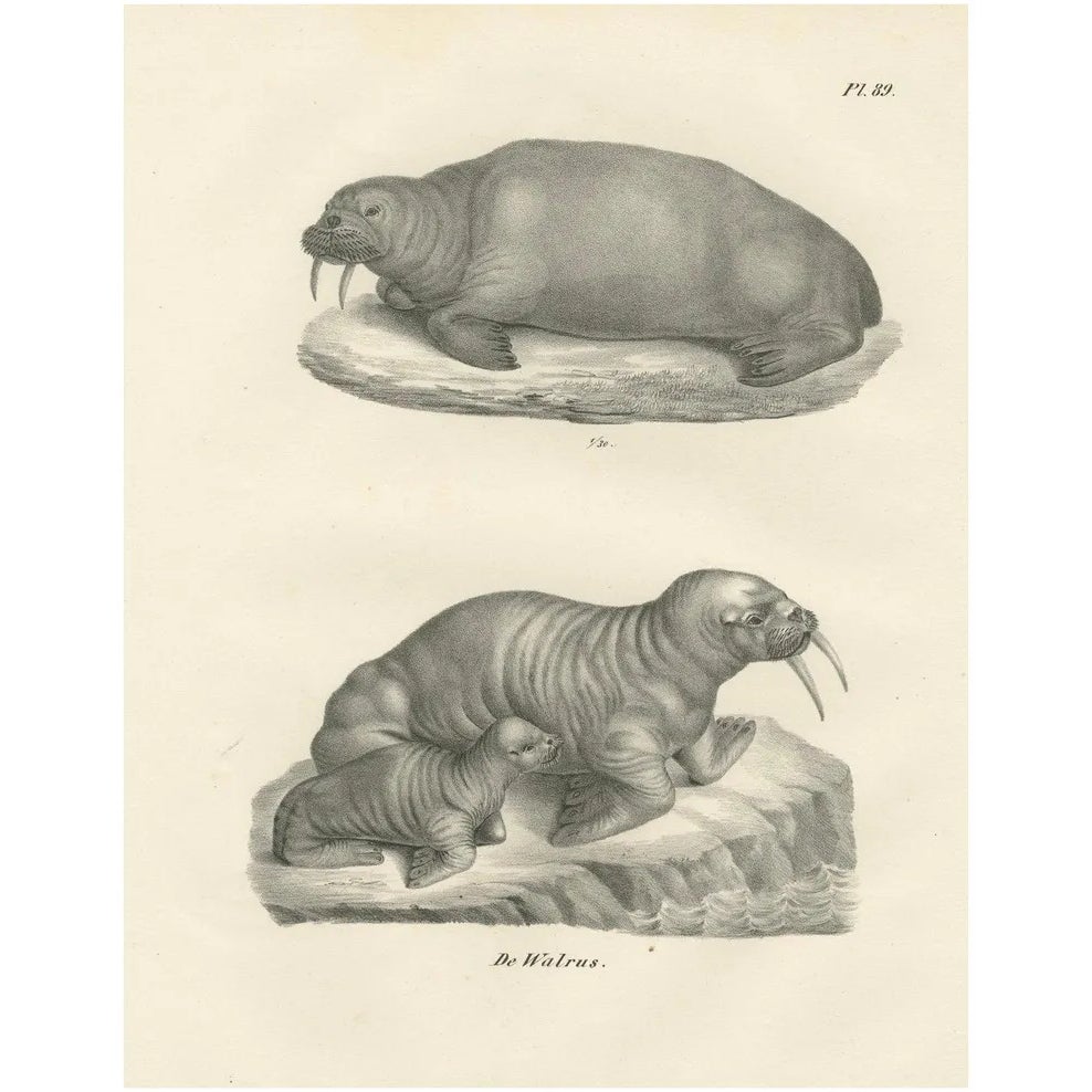 Walruses in Arctic Habitat with Calf Illustration, 1836, Paper | Chairish