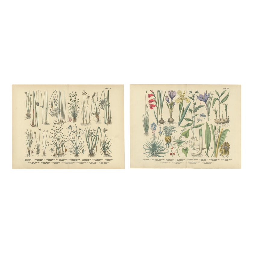 Antique German Botanical Plates with Grasses & Exotic Plants, 1885, Set ...