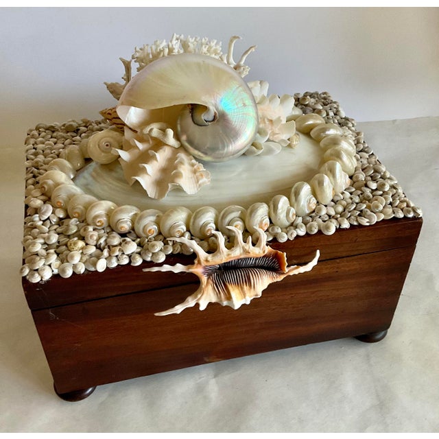 Antique Shell Collectors Box | Chairish