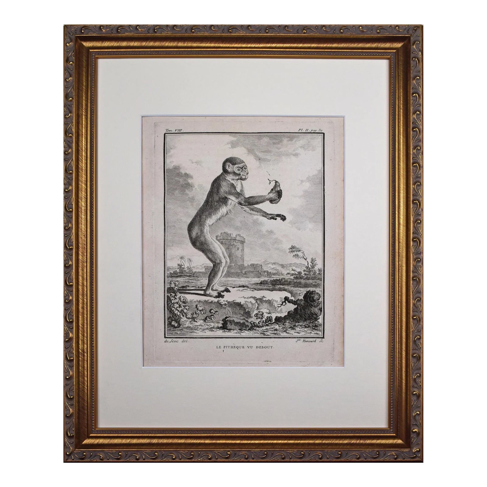 18th Century Original French Monkey Engraving by Buffon 1789 | Chairish