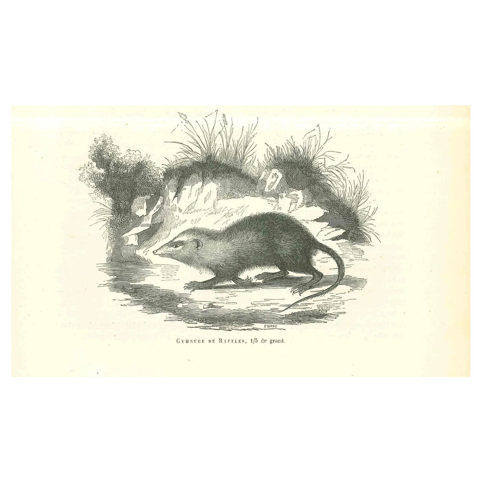 Paul Gervais, The Rat, Original Lithograph, 1854 | Chairish