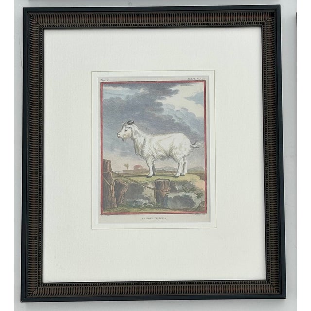 Buffon Animals, Set of 4 Original Engravings, 1755 (Framed) | Chairish