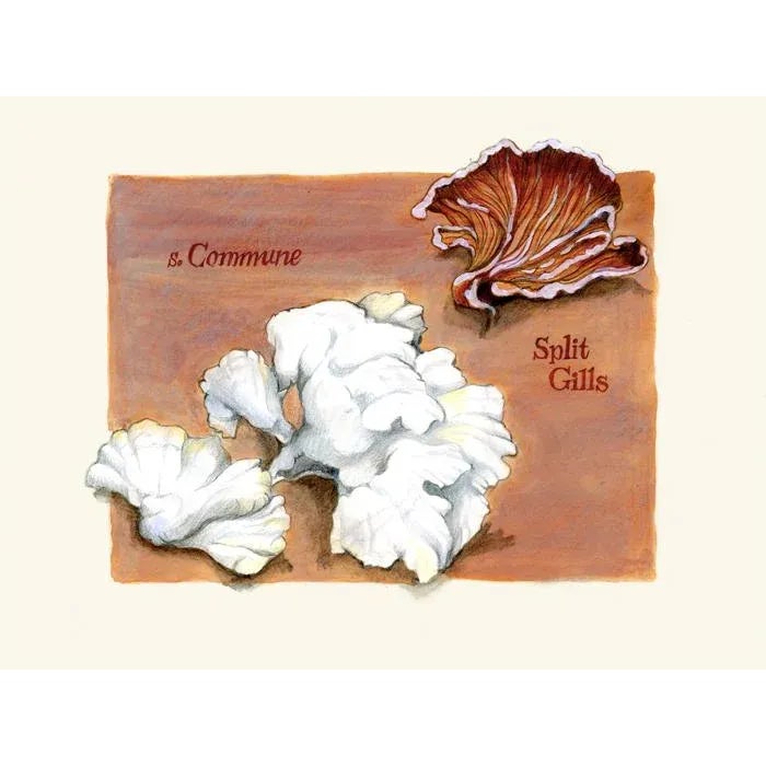 "Split Gills" Contemporary Original Mushroom Still Life Drawing by ...