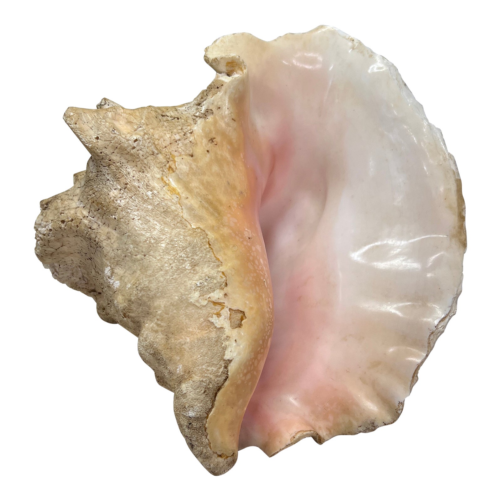 Vintage Natural Conch Shell | Chairish