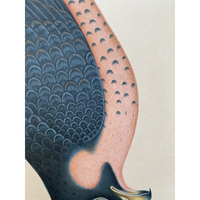 Folcon Miniature Painting on Paper , Original Hawk Artwork | Chairish