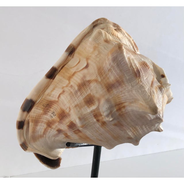 Trio Collection of Large Vintage Seashells on Iron Metal Displays ...