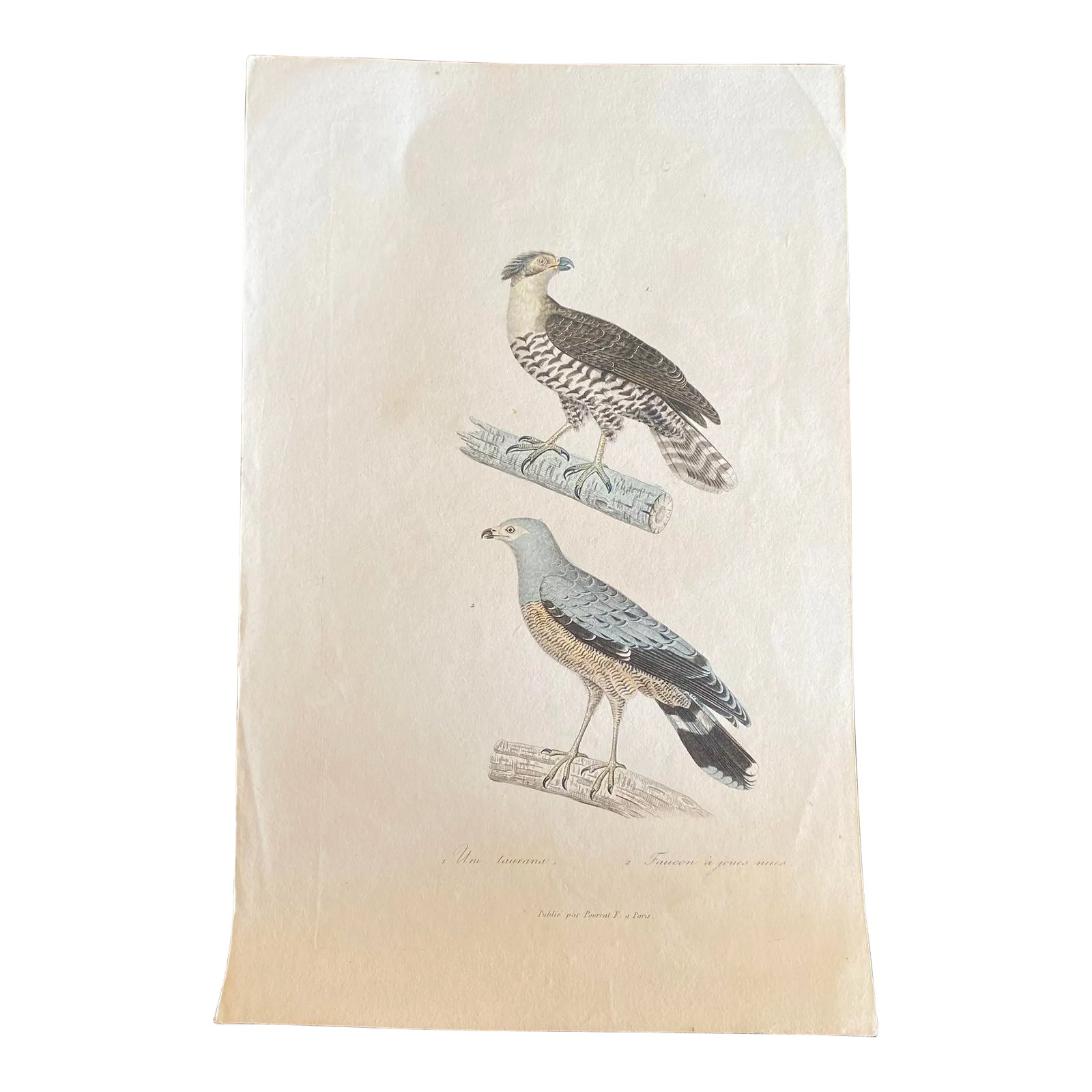 French Antique 18th Century “Publie Par Pourrat F. A Paris” Bird ...
