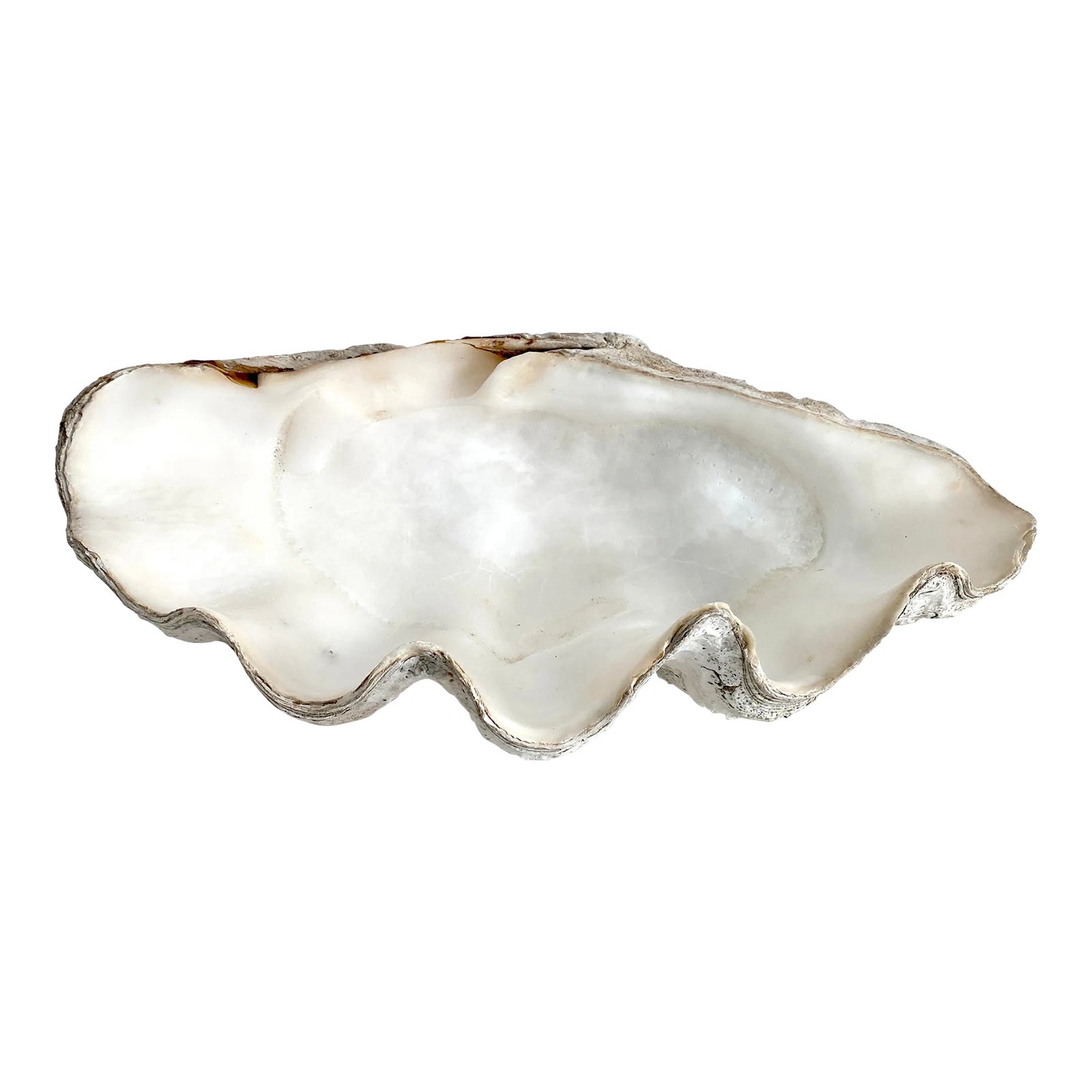 Natural Tridacna Gigas Clam Shell 18" | Chairish