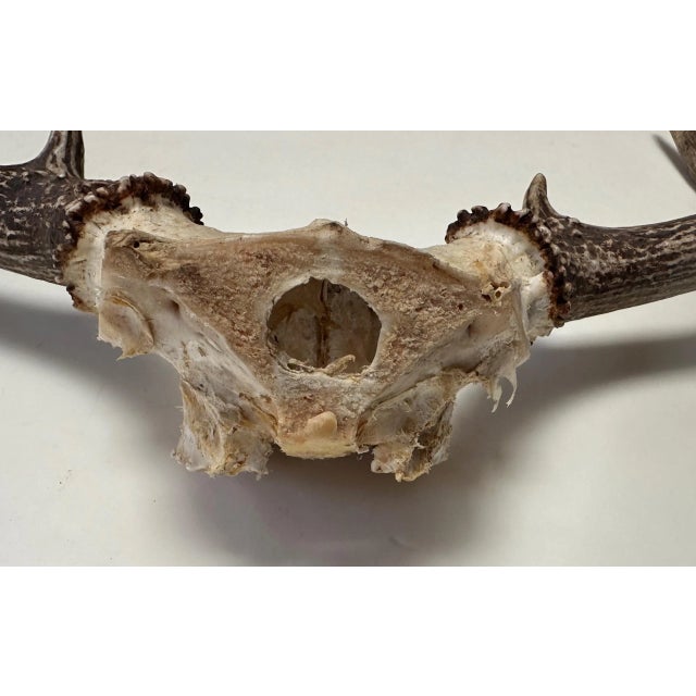 Vintage Natural 10-Point Deer Antlers | Chairish