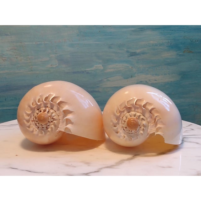 1980s Set of Two "Peche" Melon Volute SeaShells | Chairish