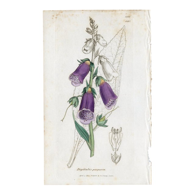 Antique Hand-Colored Botanical Print by the Sowerby Family — English ...