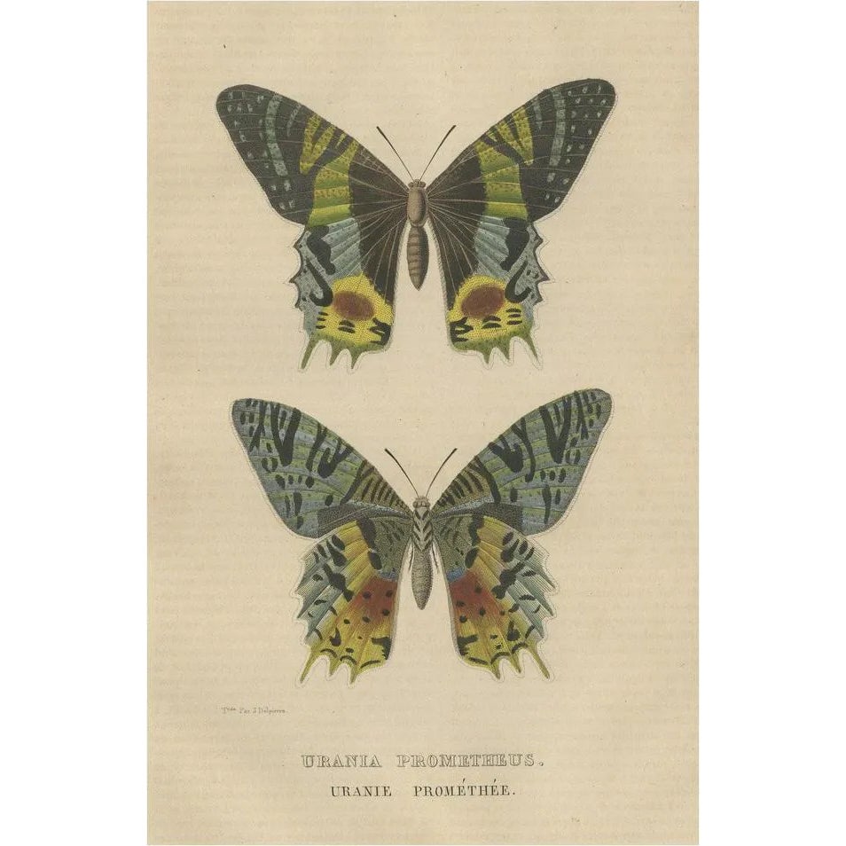 Drapiez, Urania Prometheus, Lepidoptera, 1845, Print | Chairish