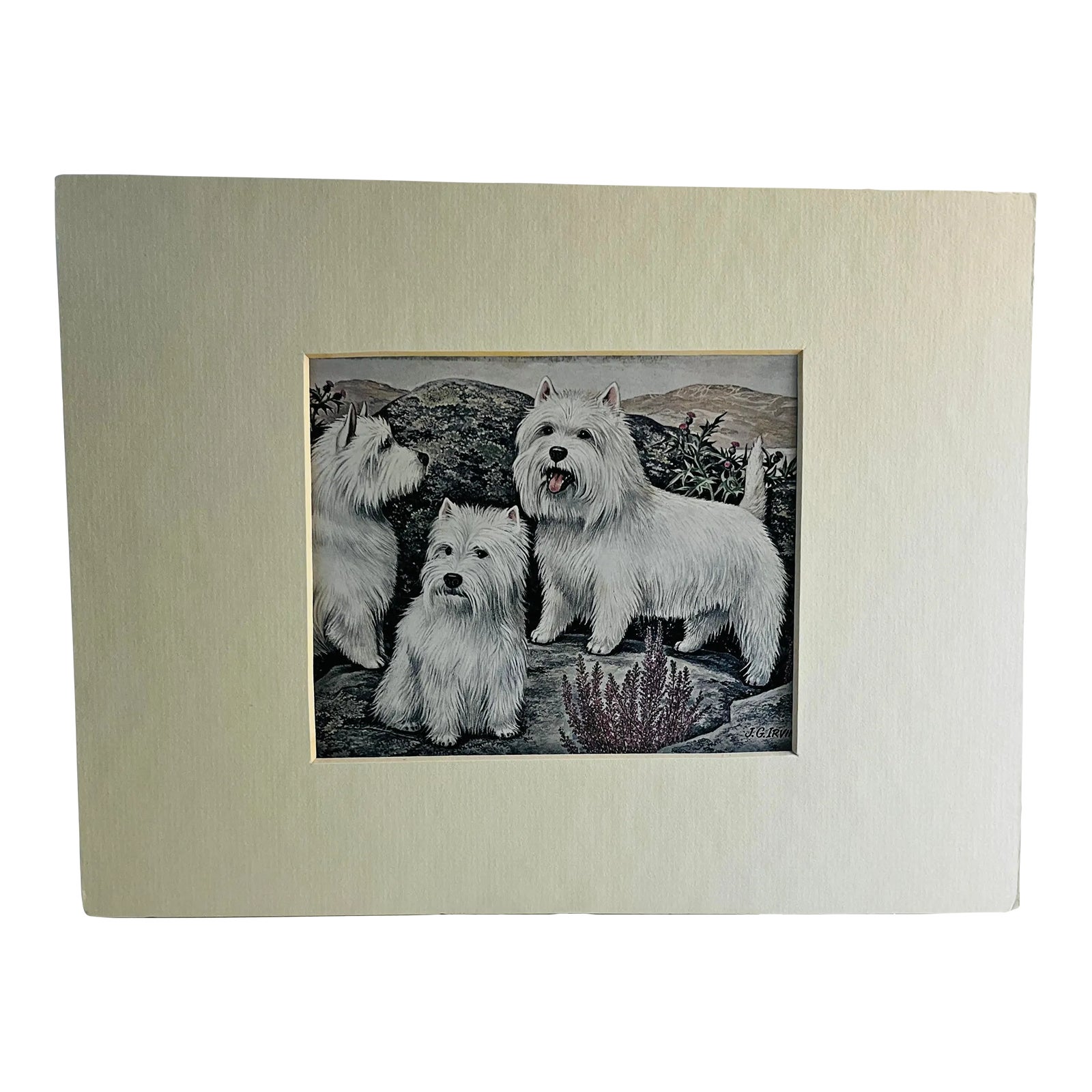 Vintage West Highland Terriers Print | Chairish