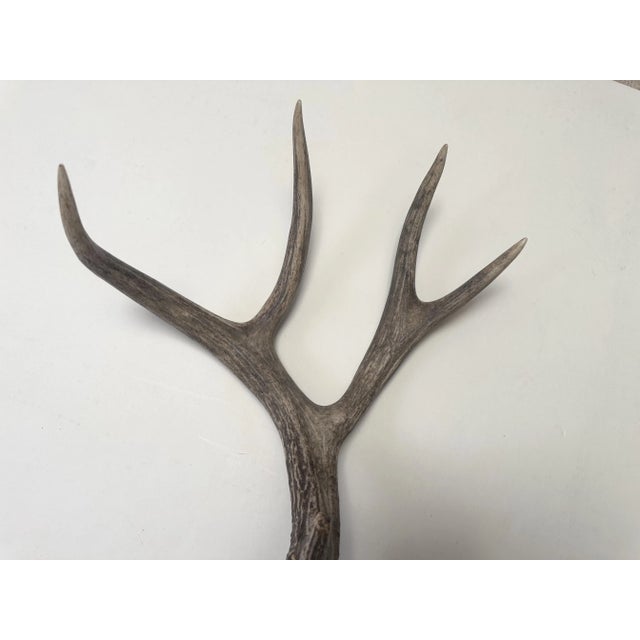 Vintage Natural 10-Point Deer Antlers | Chairish