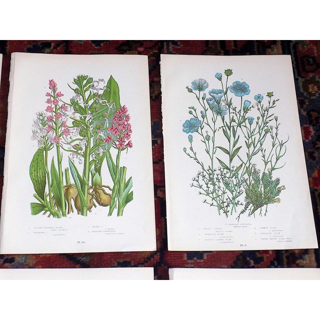 Authentic Antique 19th Century Botanical Lithographs - Set of 12 | Chairish