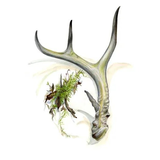 Original Drawing, "Antler and Moss" Contemporary Still Life | Chairish