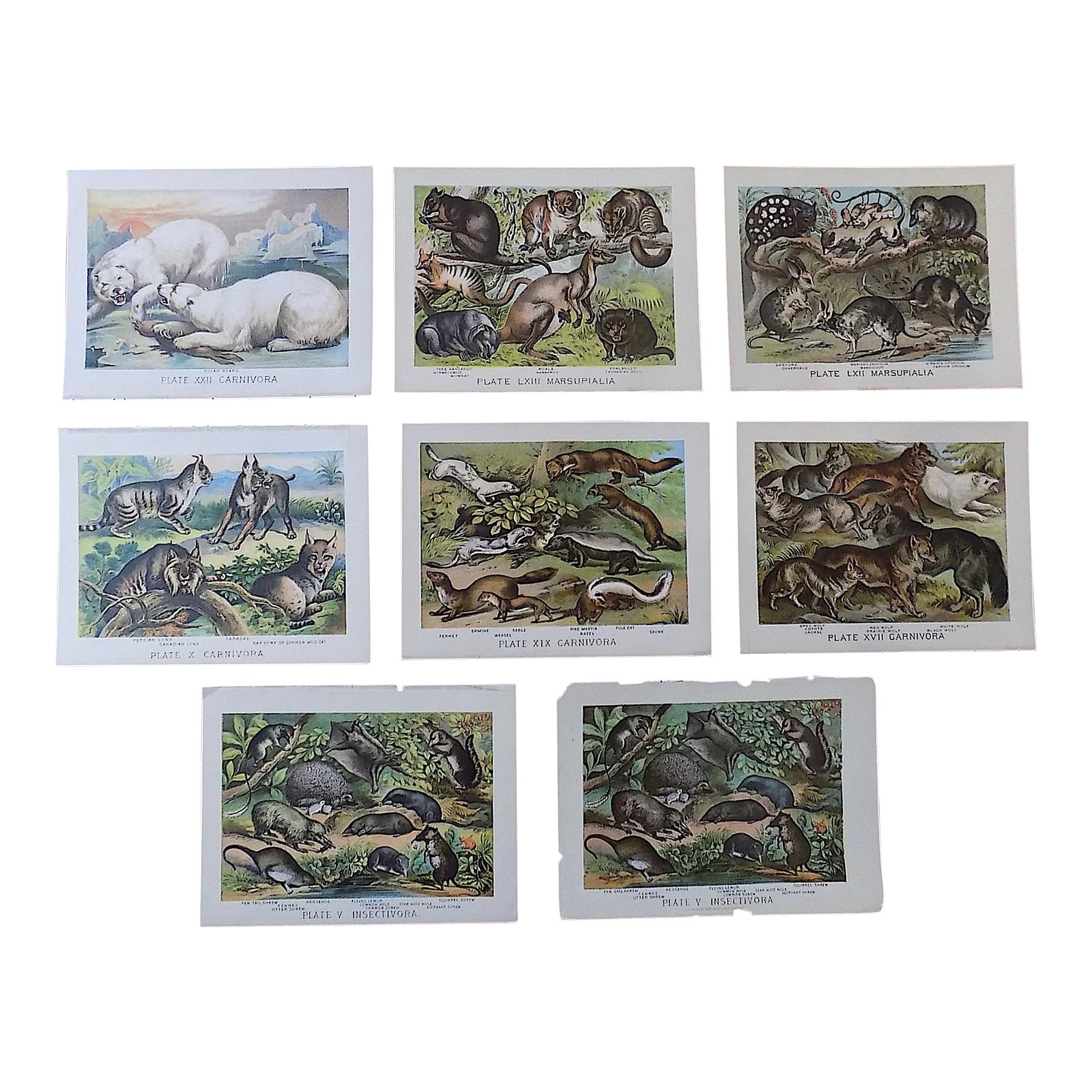 Antique 19th Century Lithographs - Animals/Fauna - Set of 8 | Chairish
