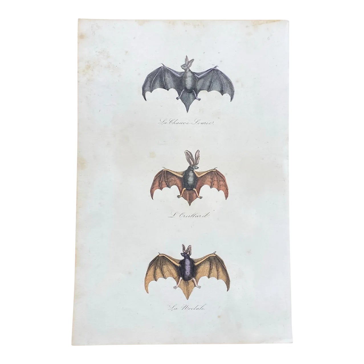 French Antique 18th Century "La Chauve" Bat Engraving Hand Colored ...