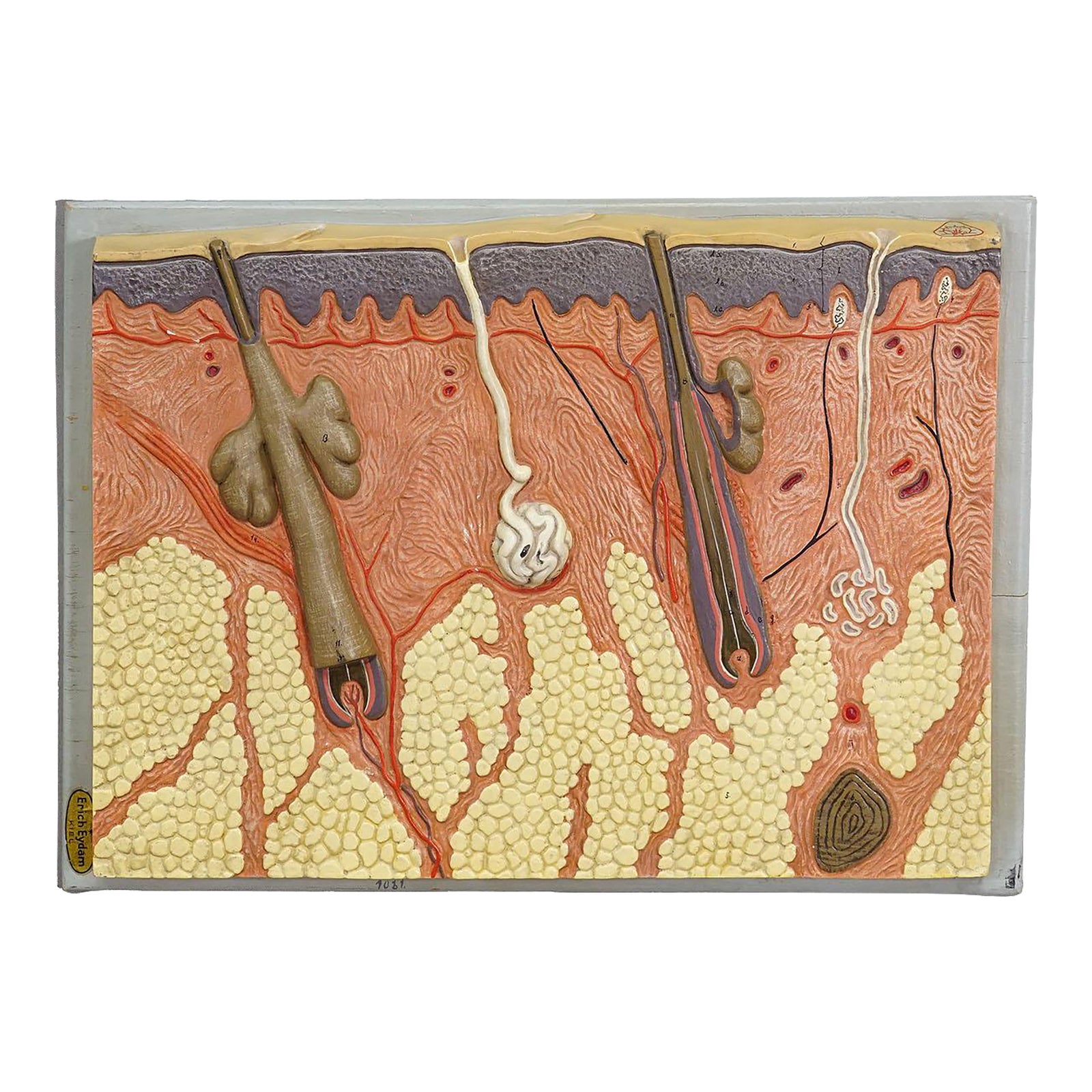 Teaching Aid Showpiece - Structure of the Human Skin, Resin on Wood ...
