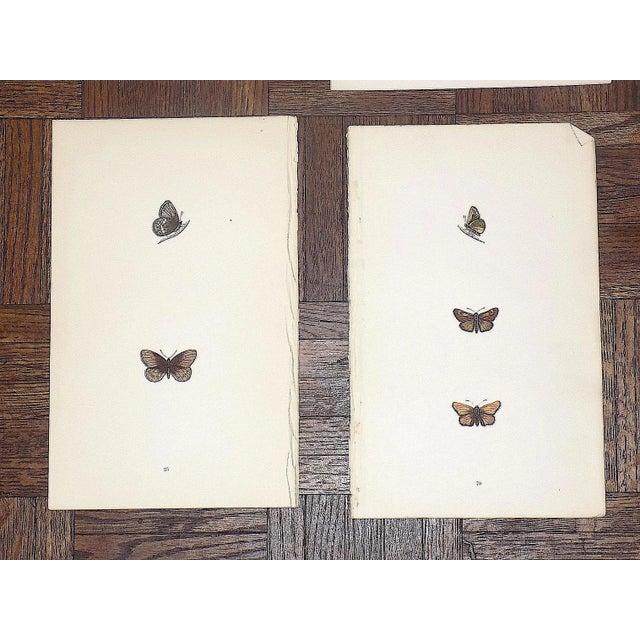 Antique 19th Century Hand Colored Butterfly Lithographs - Set of 12 ...