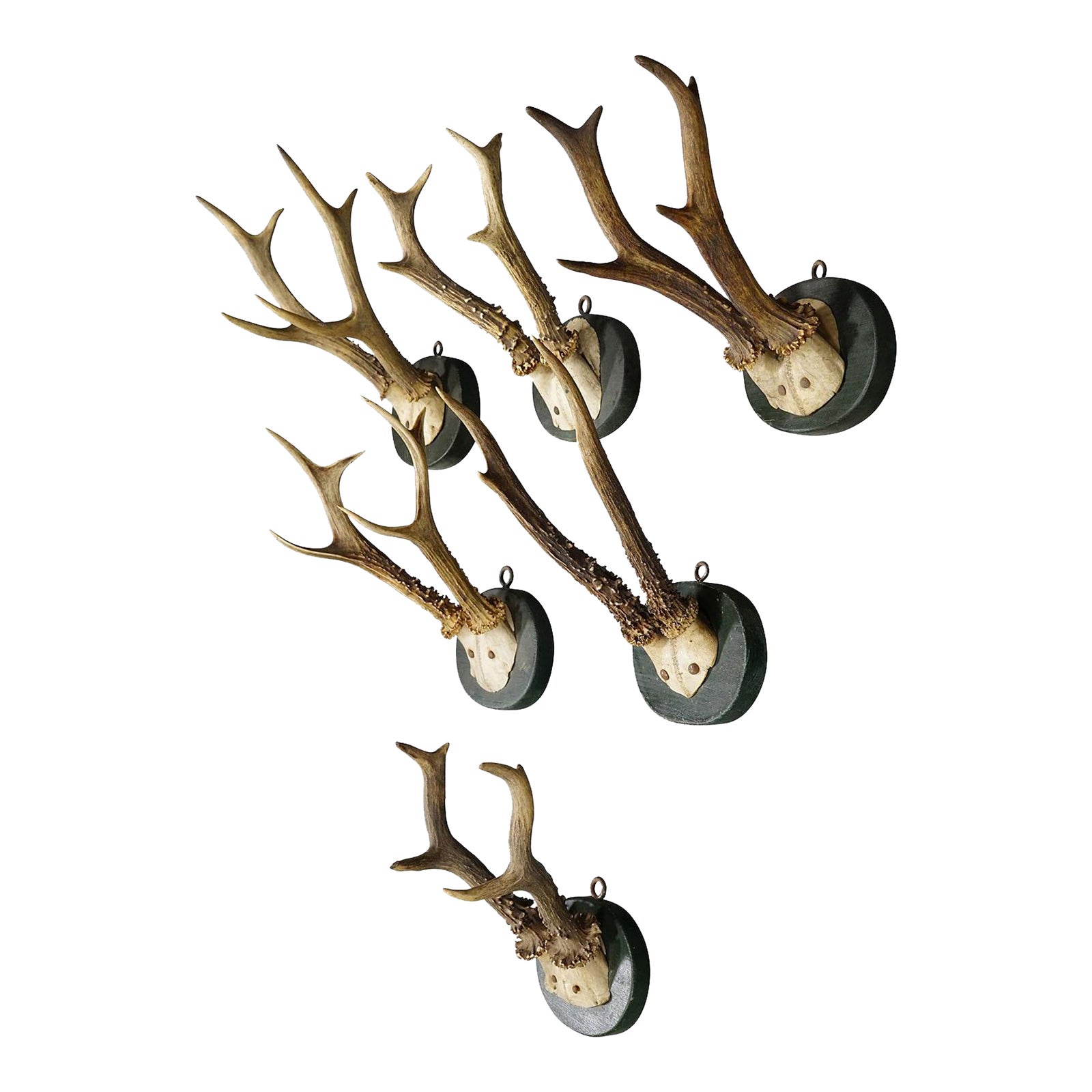 A Set of Six Antique Black Forest Deer Trophies on Wooden Plaques 1880s ...