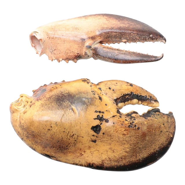 Very Large Sea Shell Lobster Claw Specimen | Chairish