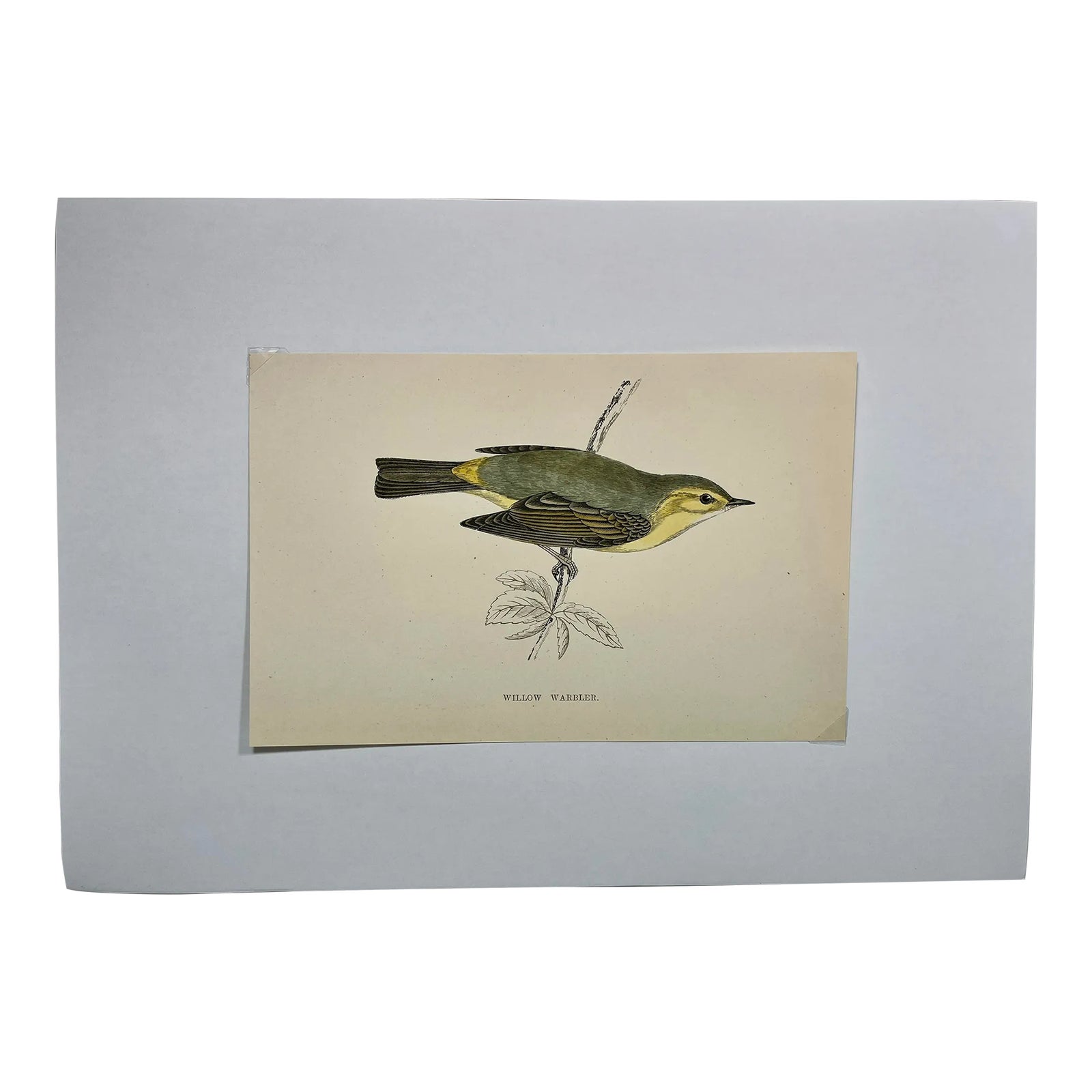 Antique Hand Tinted Bird Print From England Featuring a Yellow & Brown ...