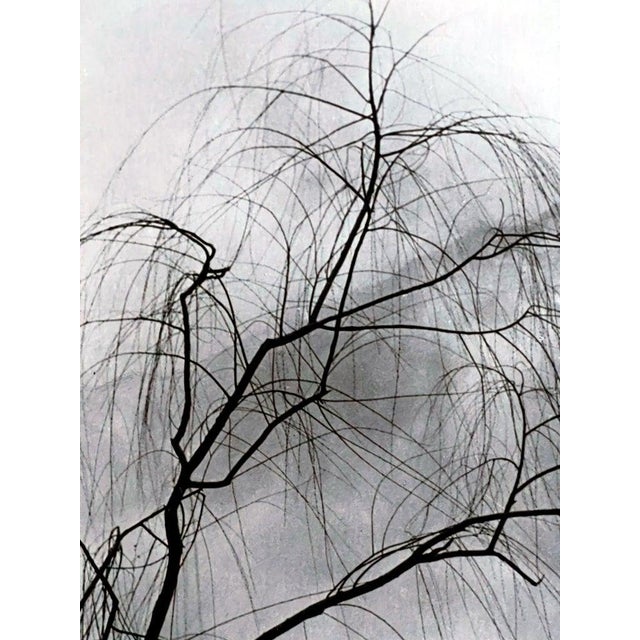 Mid 20th Century Framed Photograph Spring Fantasia by Chin San Long ...