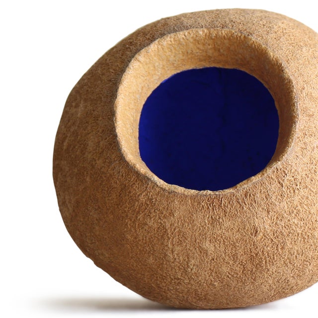 Sapucaia Blue No. 6 Seed Pod | Chairish