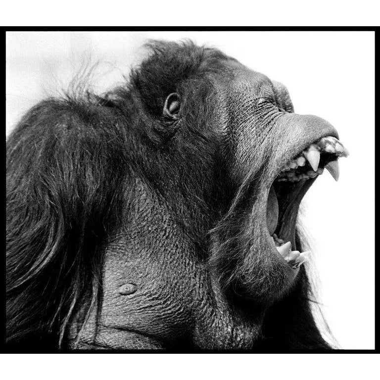 Arthur Steel: Going Ape, Limited Edition Photograph 34 X 29.5” | Chairish