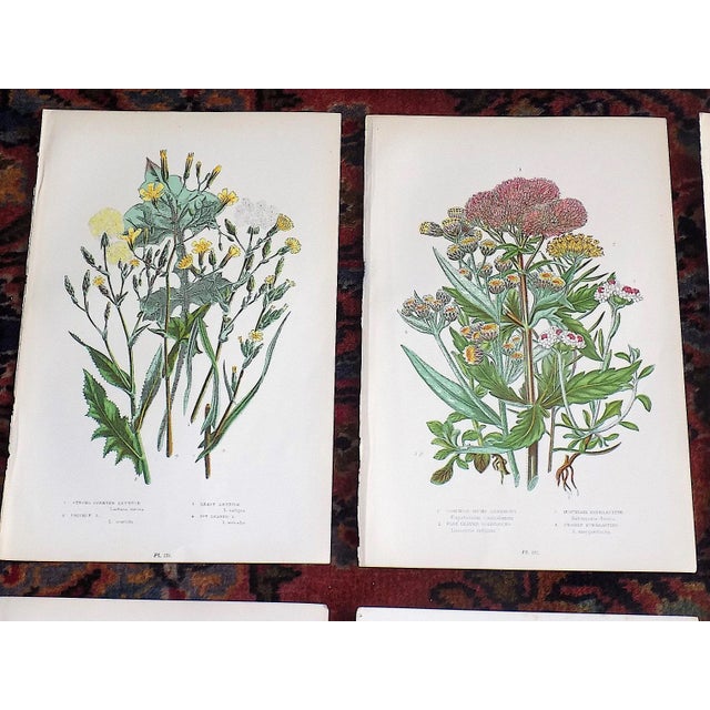 Authentic Antique 19th Century Botanical Lithographs - Set of 12 | Chairish