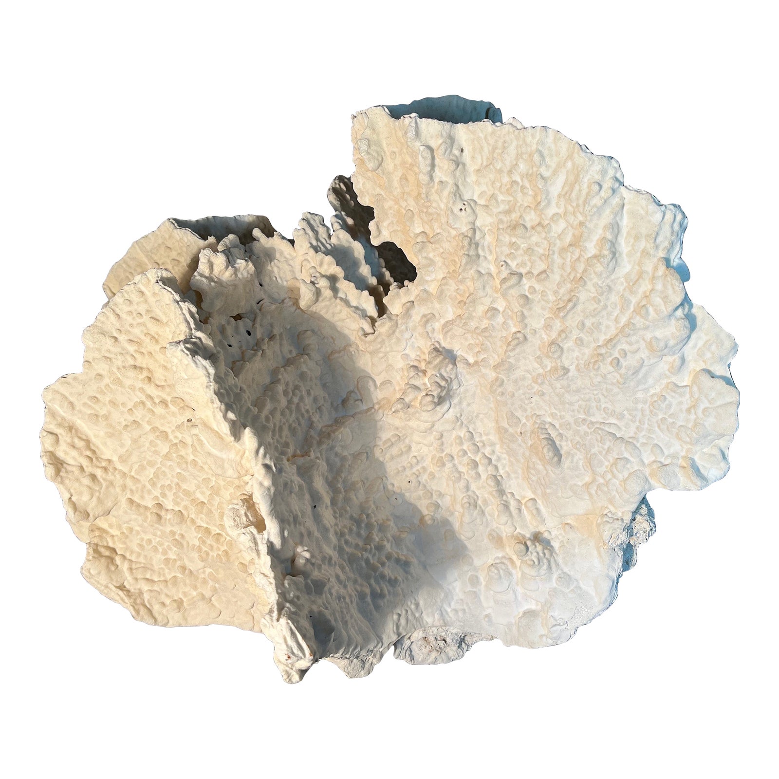15" White Ridge Coral Farmed Merulina Lettuce Coastal Decor | Chairish