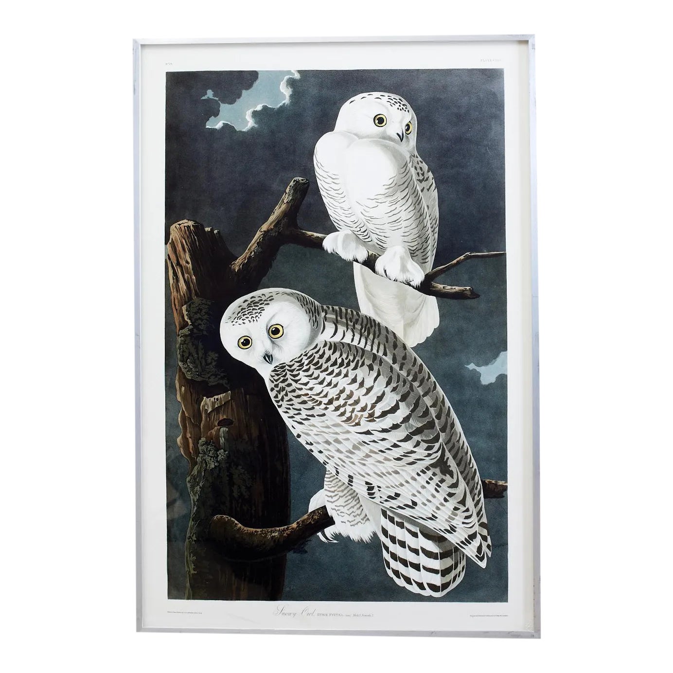 Audubon Snowy Owl Plate #121 Havell Oppenheimer Edition | Chairish