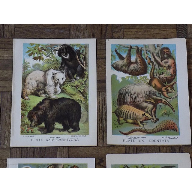 Antique 19th Century Lithographs - Animals/Fauna - Set of 11 | Chairish