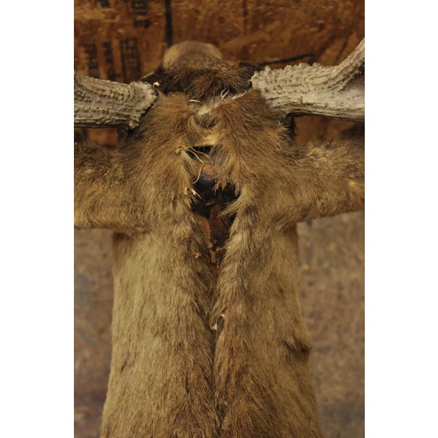 Vintage Red Deer Shoulder Mount Antler Horn Rack Taxidermy Cabin Wall ...