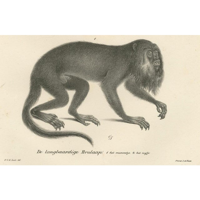 are devil monkeys real