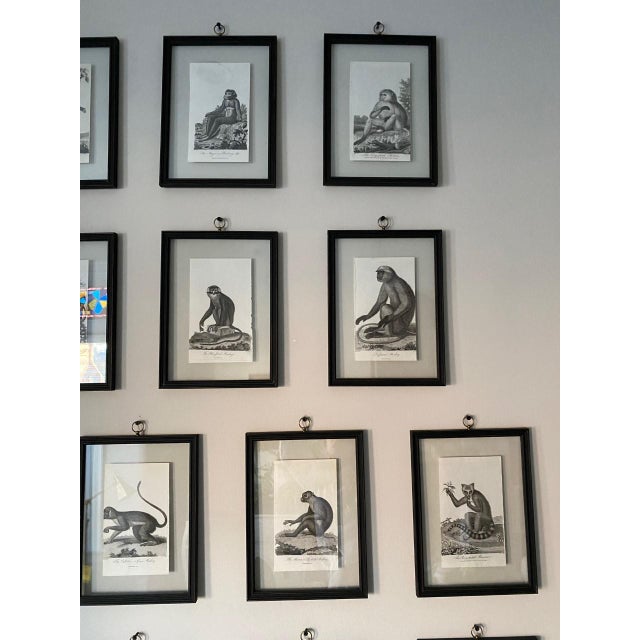 18th Century Monkey Engravings - Set of 17 | Chairish