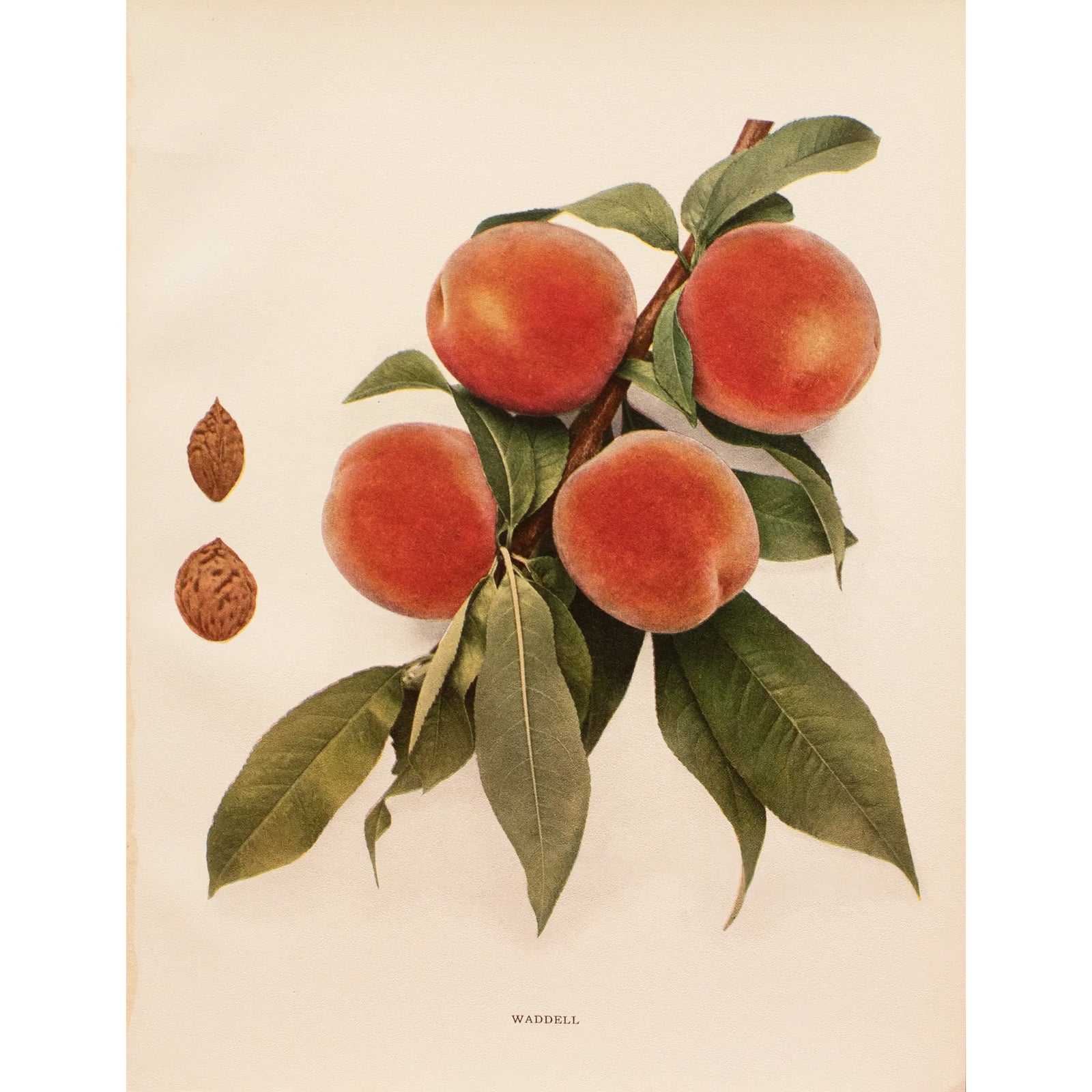 1900s U. P. Hedrick, Original Antique Photogravure Waddell Peaches ...