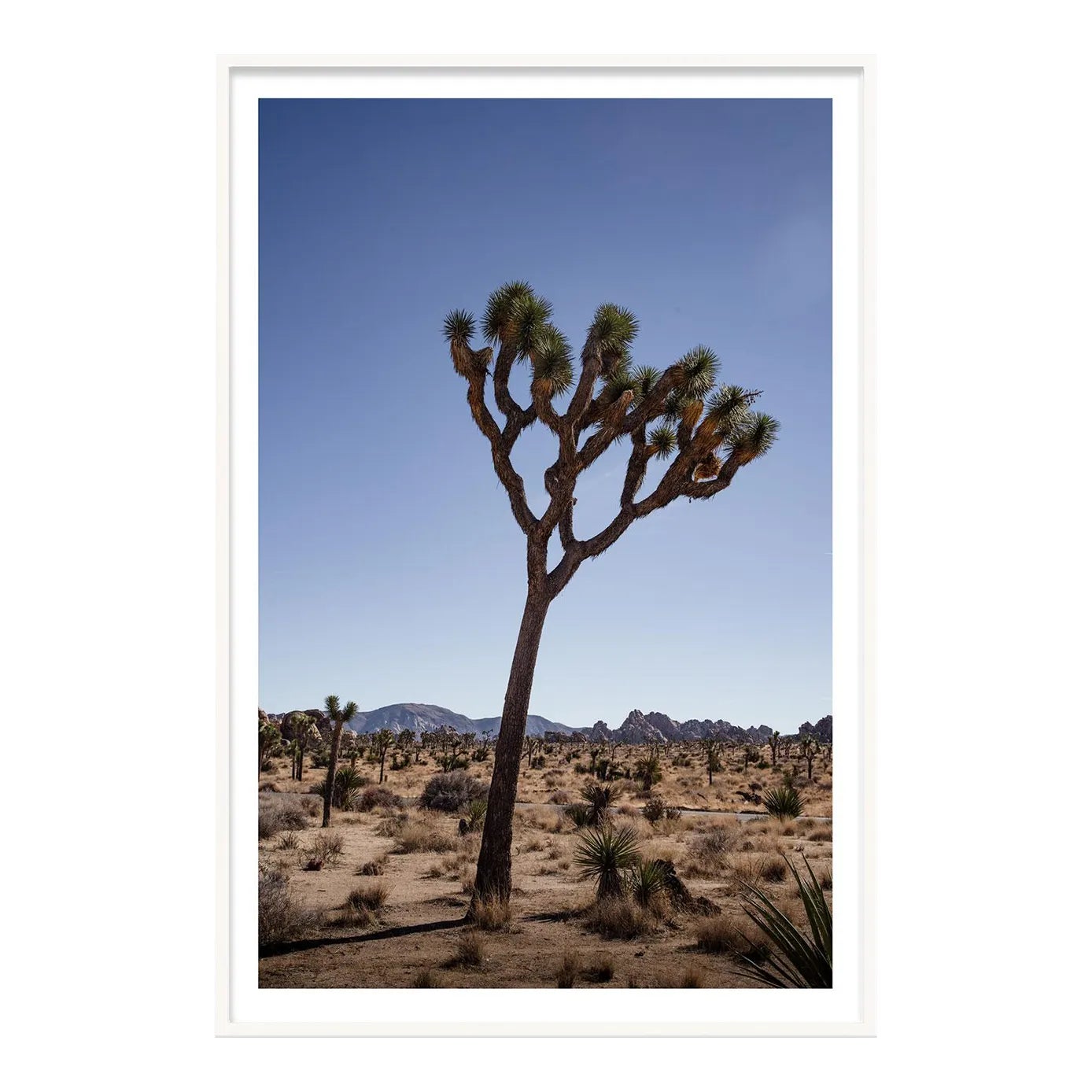Transmission', Joshua Tree Desert Landscape Photograph, Ltd Edition, 20 ...