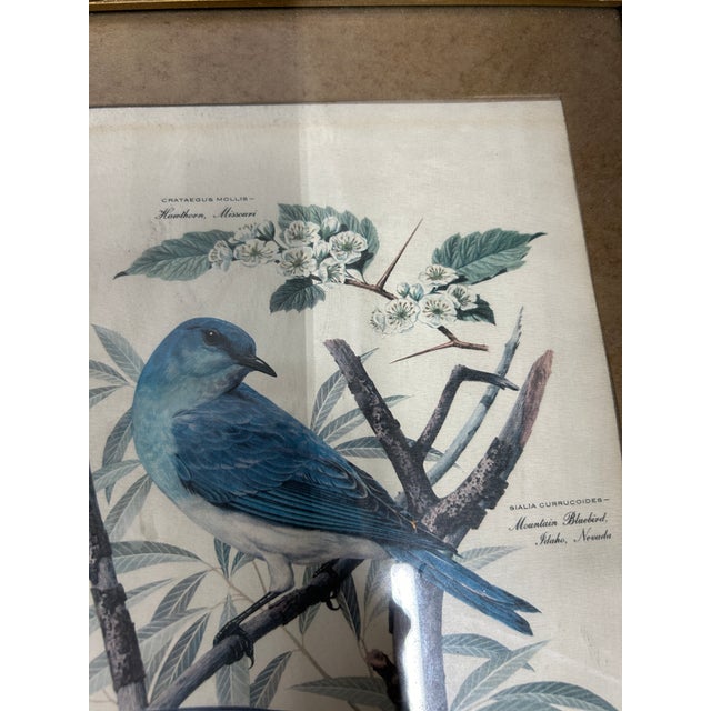 1950s Vintage Arthur Singer Autobahn Bird Prints, a Pair Framed | Chairish