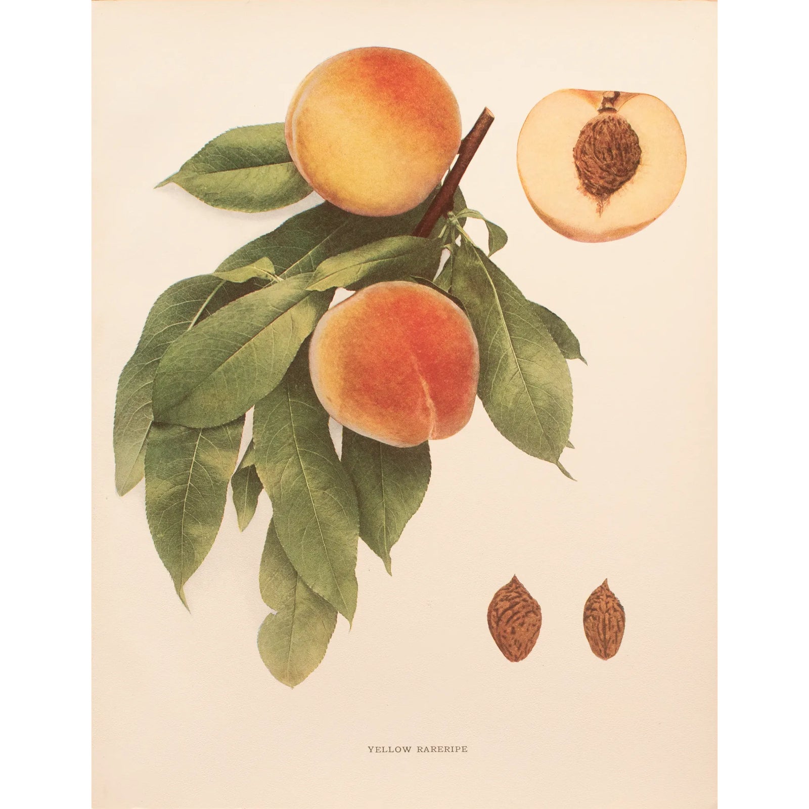 1900s U. P. Hedrick, Original Antique Photogravure of Yellow Rareripe ...