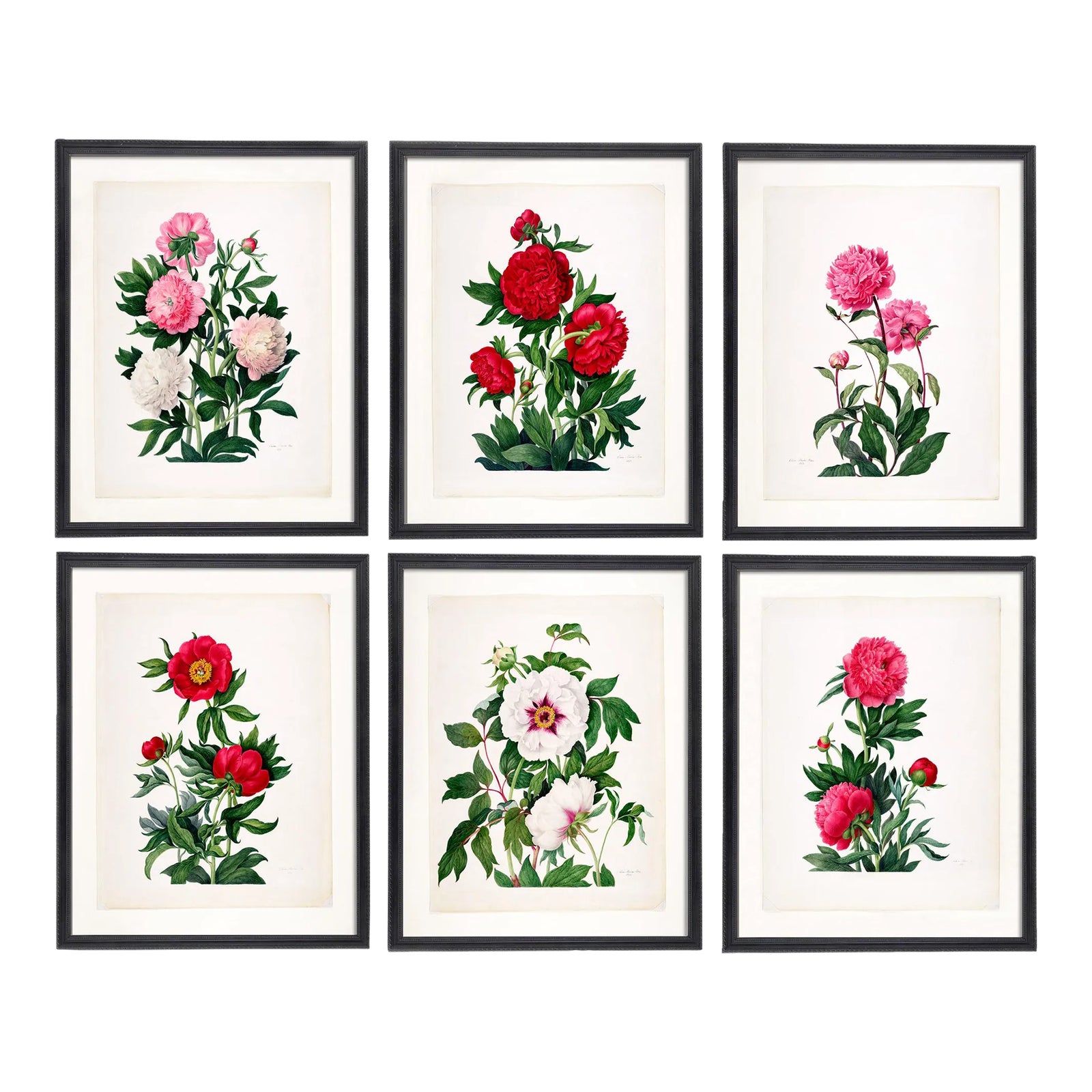Reproduction Victorian Botanical Prints - Set of 6 Peonies | Chairish