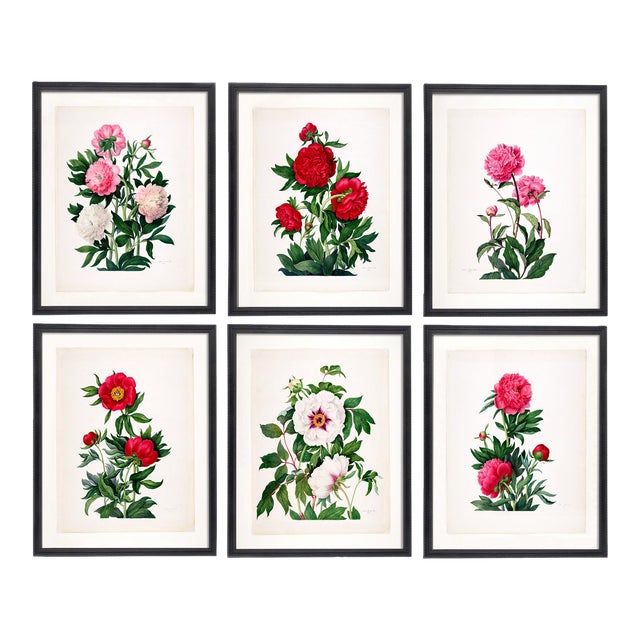 Victorian Botanical Prints - Set of 6 Peonies | Chairish