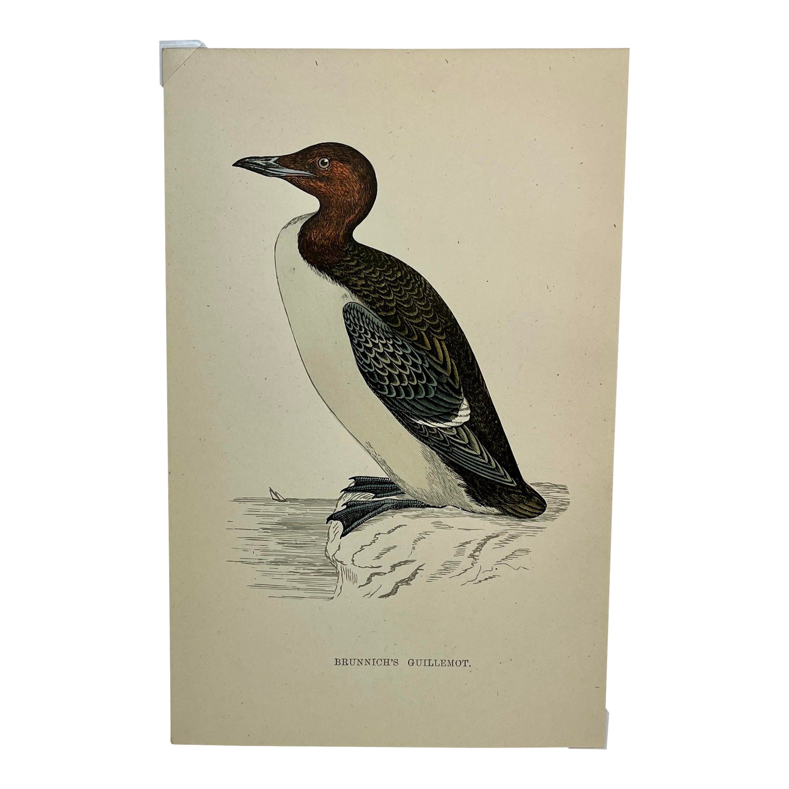 Antique Hand Tinted Bird Print From England Featuring a Brunnich’s ...
