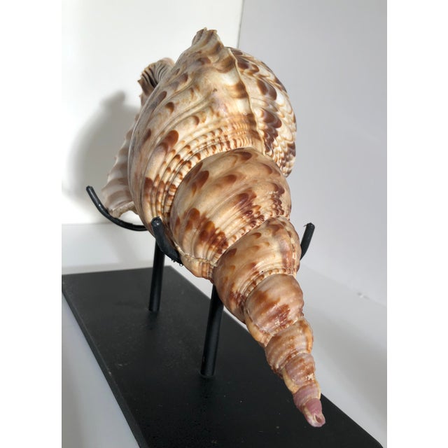 Trio Collection of Large Vintage Seashells on Iron Metal Displays ...