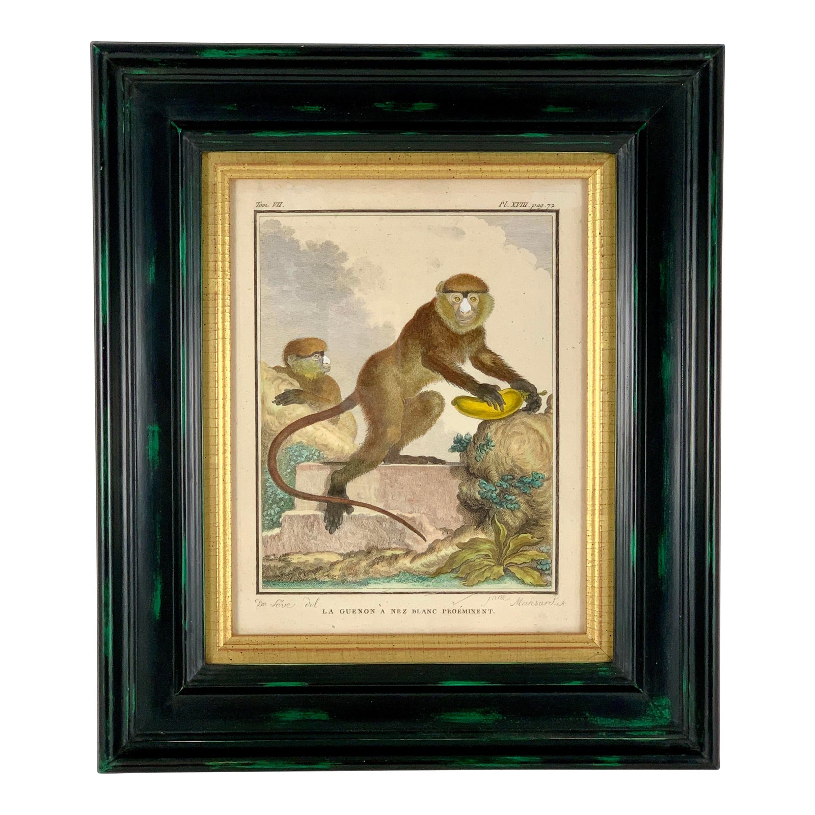 Framed 18th Century Comte De Buffon African Monkey French Engraving, La ...